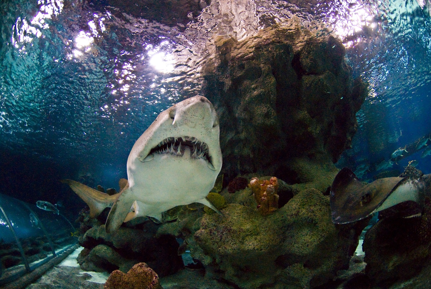 What Are the Rarest Fish in the World? - Blue Planet Aquarium