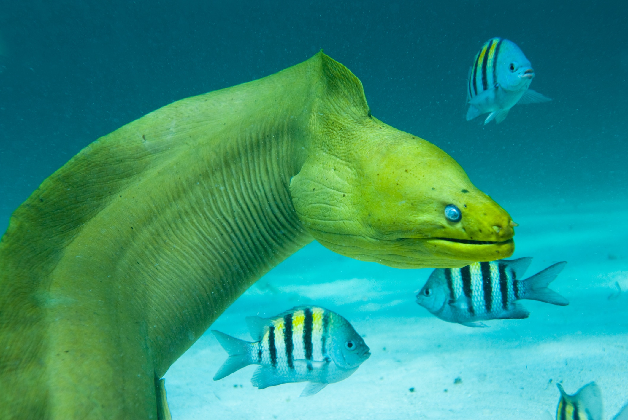 Green Moray Eel - Blue Planet Aquarium