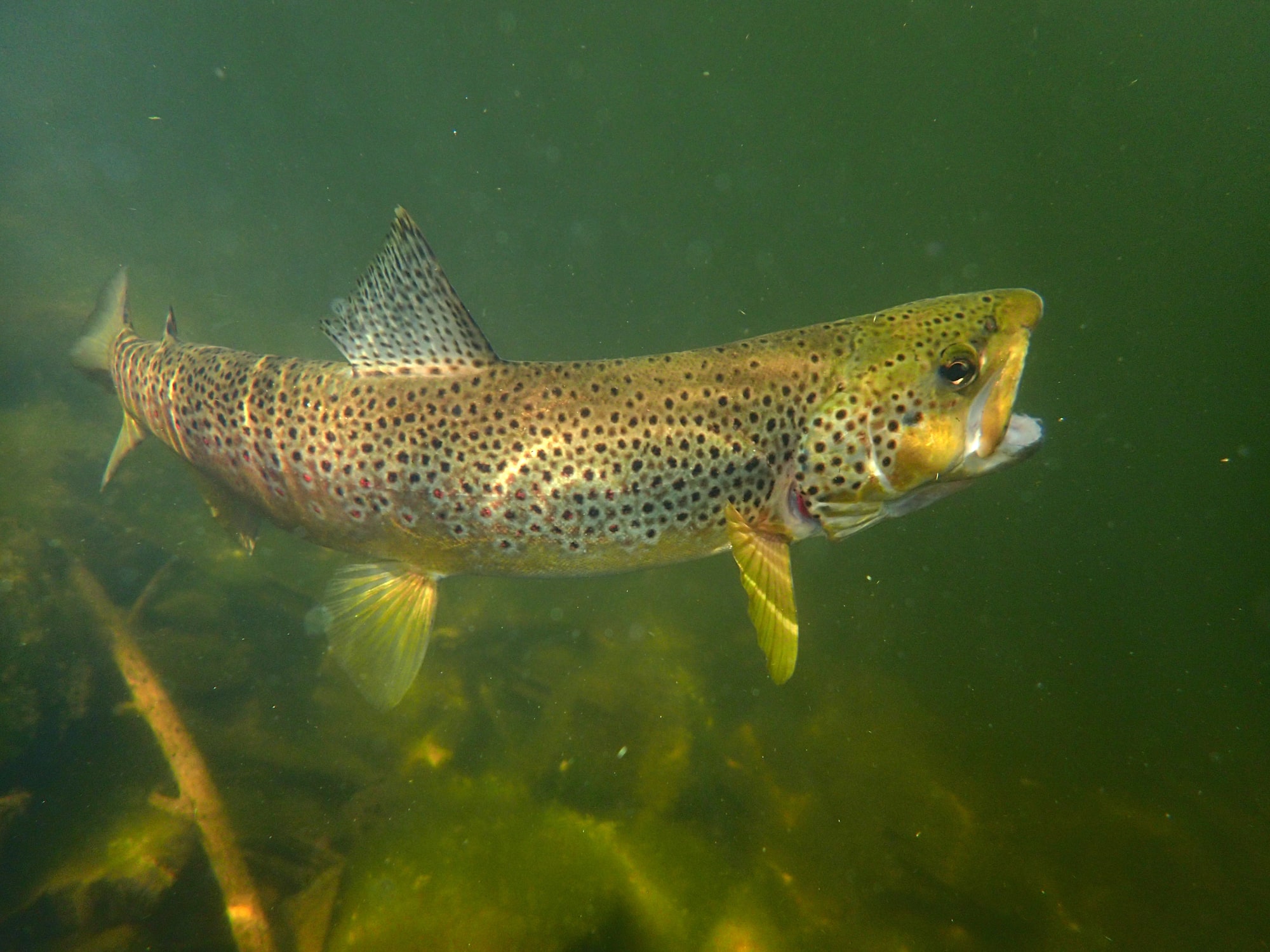 Invasive Fish Species: What You Should Know - Blue Planet Aquarium