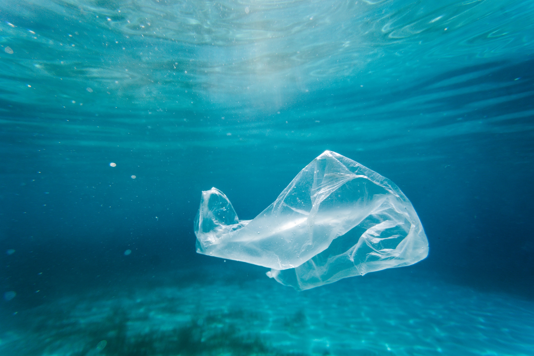 The Impact of Ocean Pollution on Marine Species - Blue Planet Aquarium