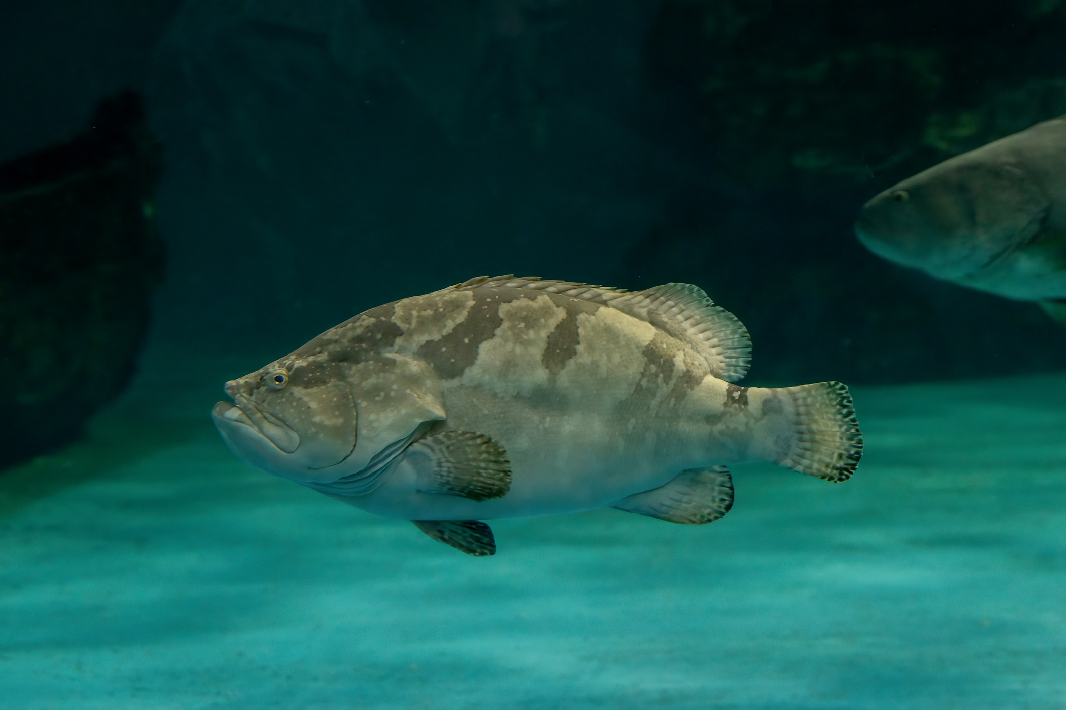 Goliath Grouper - Blue Planet Aquarium