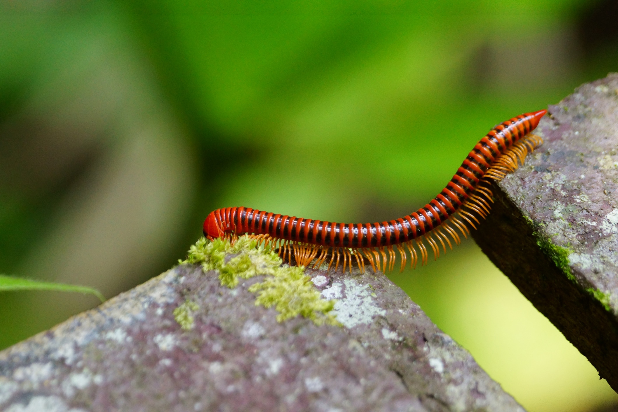What Animal Has the Most Legs? 5 Fascinating Facts About Millipedes ...